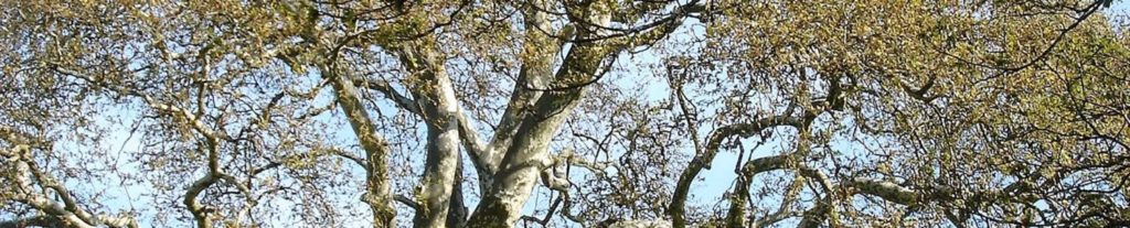 The plant and the sense of sight - Plant Intelligence